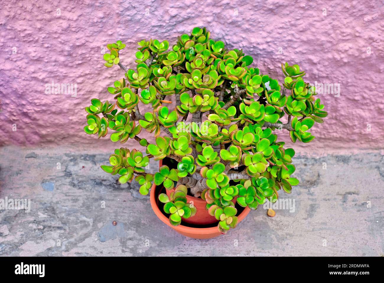 Lovely example of Crassula ovata (English: jade plant or money plant ...