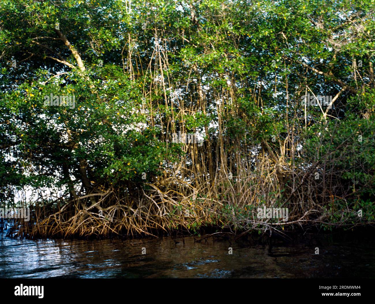 Caroni Swamp Trinidad Mangroves Stock Photo - Alamy
