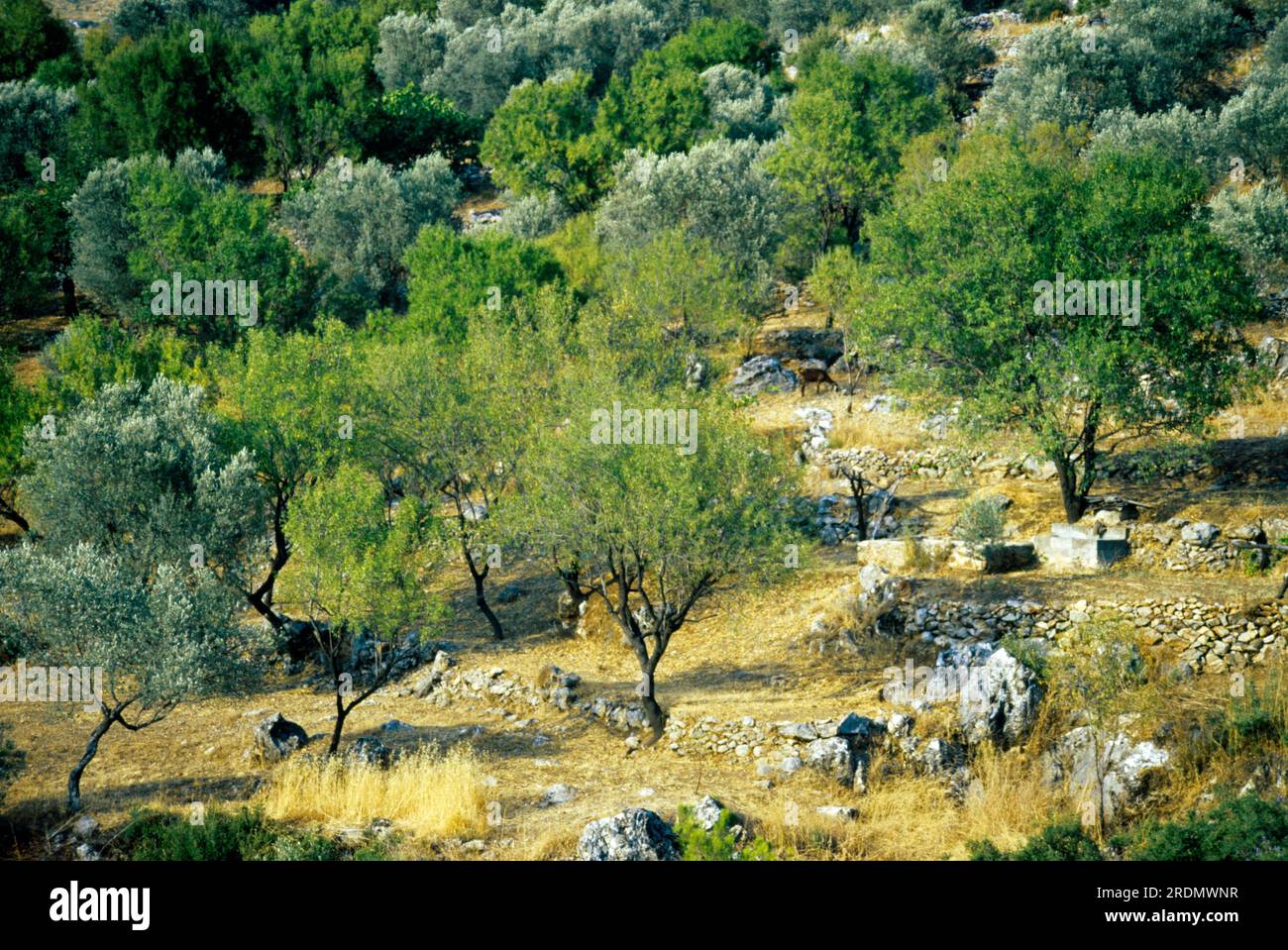 Oludeniz Turkey Olive Trees Stock Photo - Alamy
