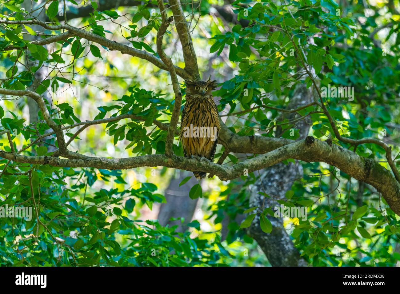 Owl in a forest hi-res stock photography and images - Alamy
