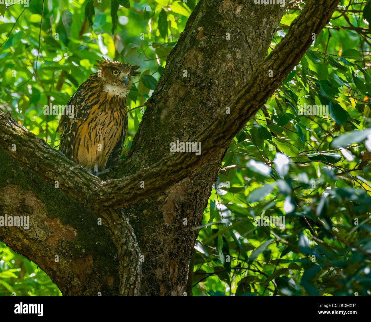 A Tawny fish Owl calling from a tree Stock Photo - Alamy