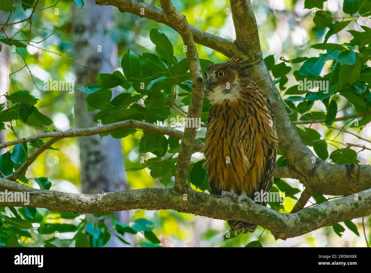 Rainforest owl india hi-res stock photography and images - Alamy