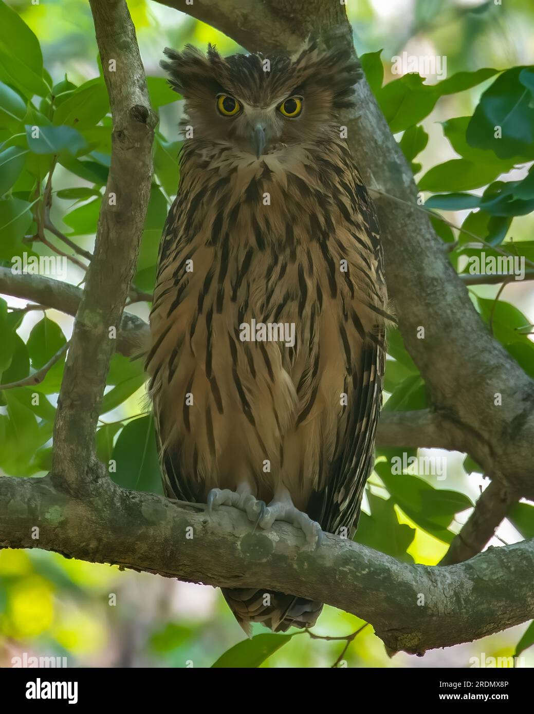A Tawny Fish Owl Portrait Stock Photo - Alamy