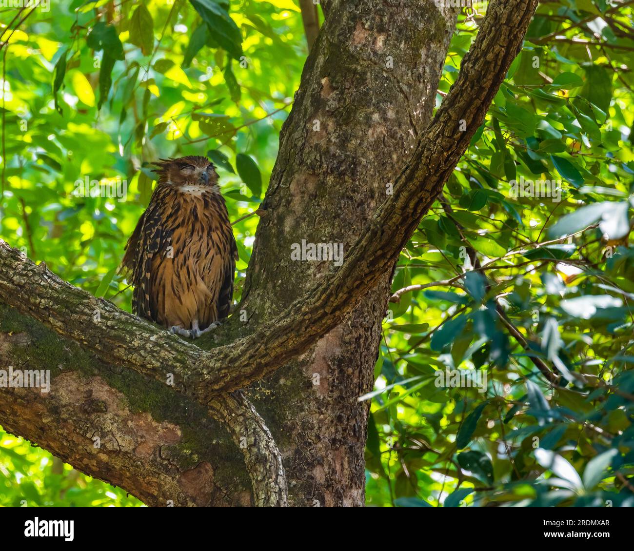 A Sleeping Beauty Tawny fish Owl Stock Photo - Alamy