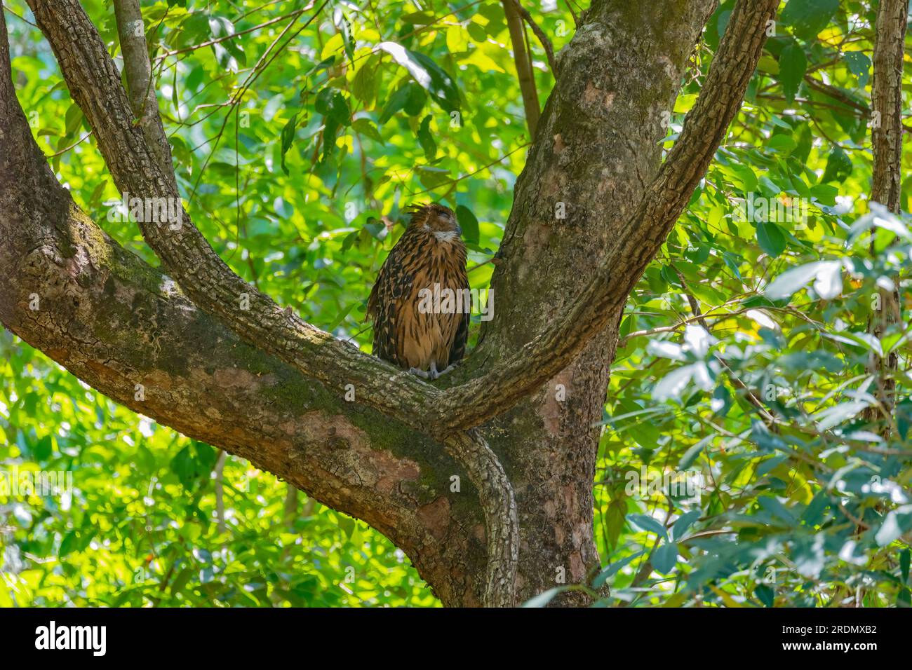 A Tawny Fish Owl sleeping on a tree Stock Photo - Alamy