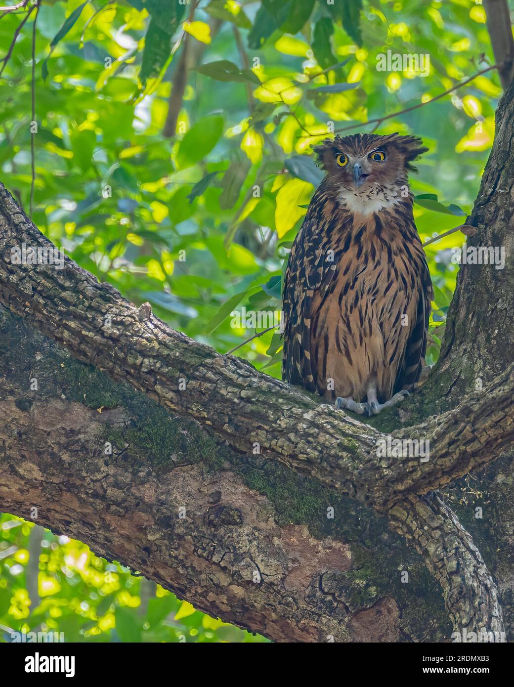 A Angry Bird Tawny fish owl Stock Photo - Alamy