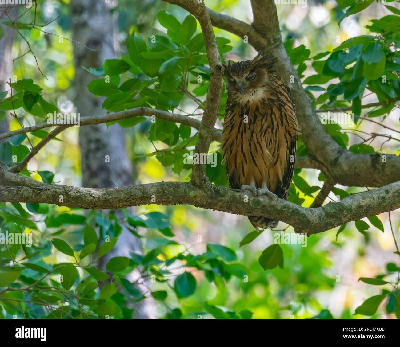 Rainforest owl india hi-res stock photography and images - Alamy