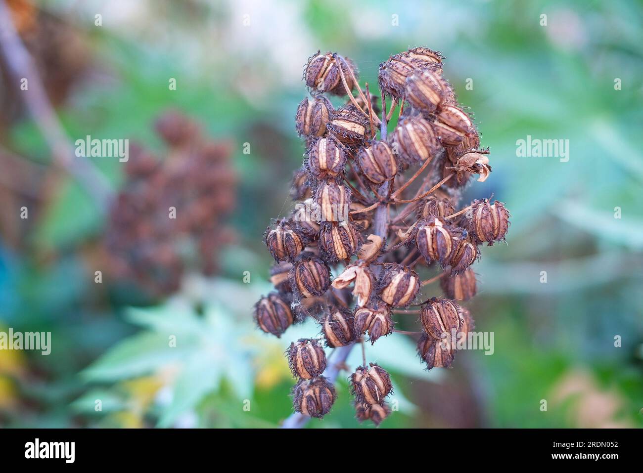 Seed pods of castor oil plant (Ricinus communis Stock Photo - Alamy
