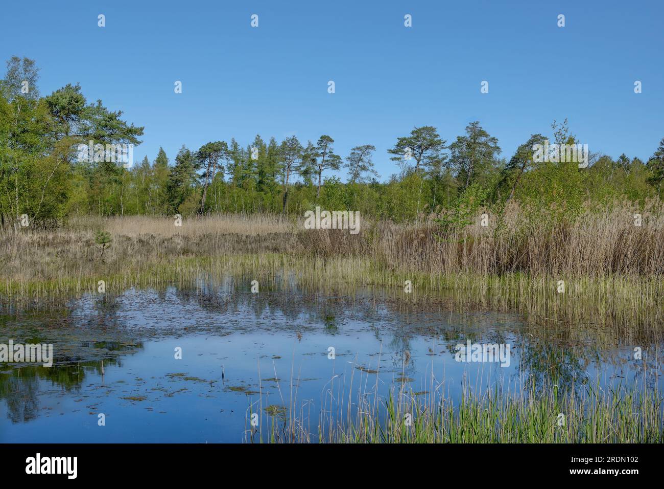 Elmpter schwalmbruch nature reserve hi-res stock photography and images ...
