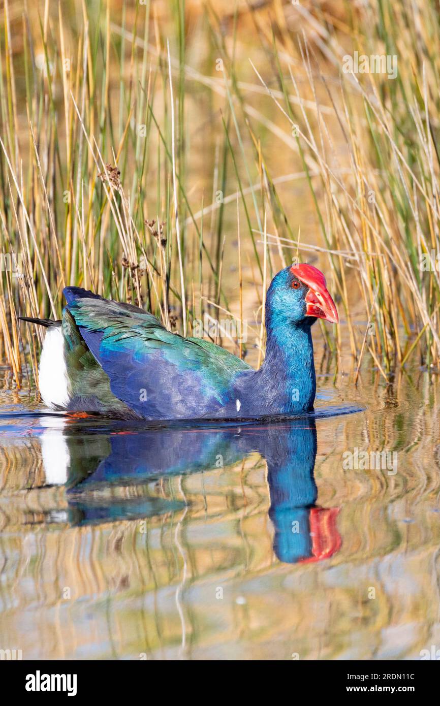 African Purple Gallinule or African Swamphen (Porphyrio ...