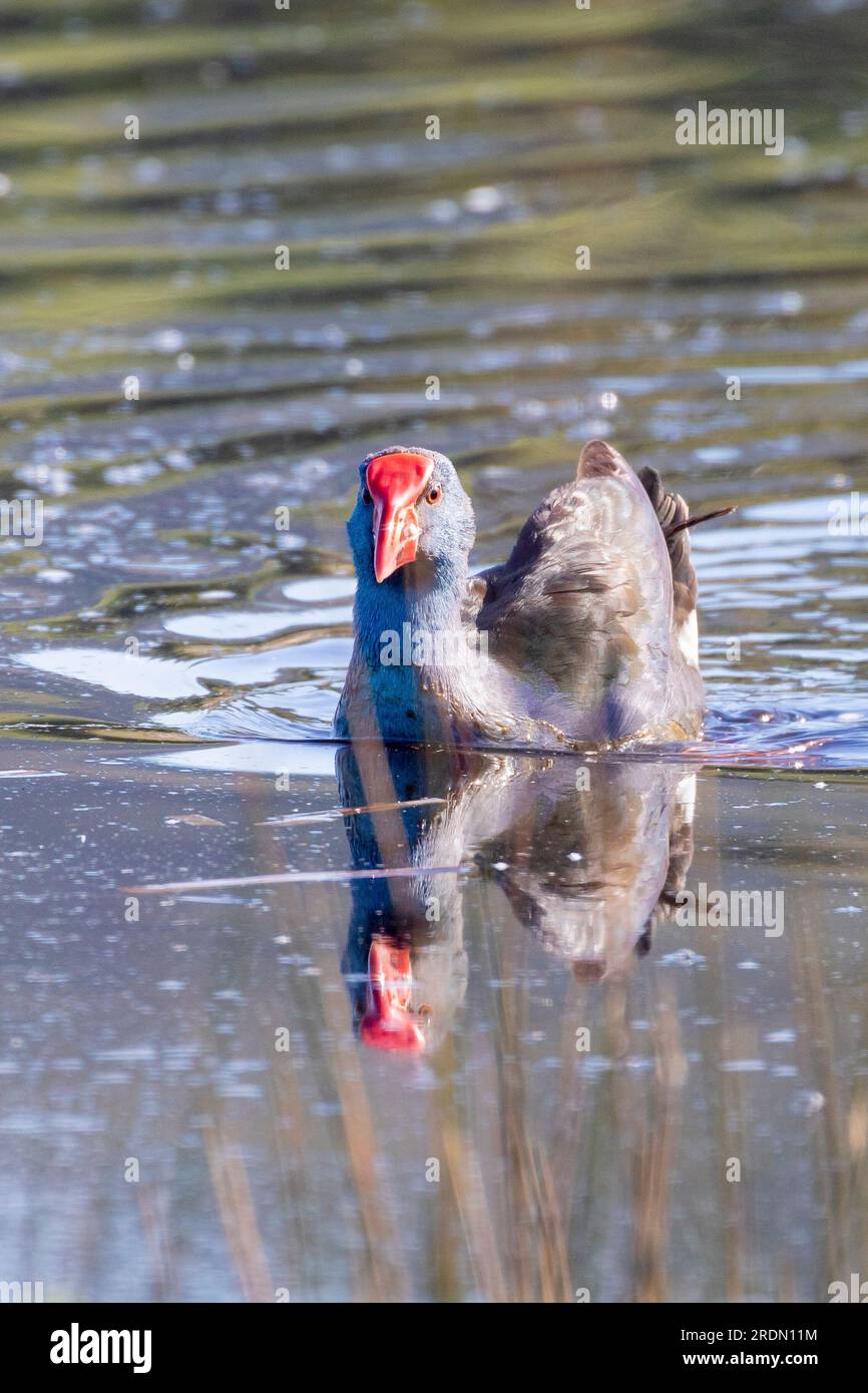 African Purple Gallinule or African Swamphen (Porphyrio ...