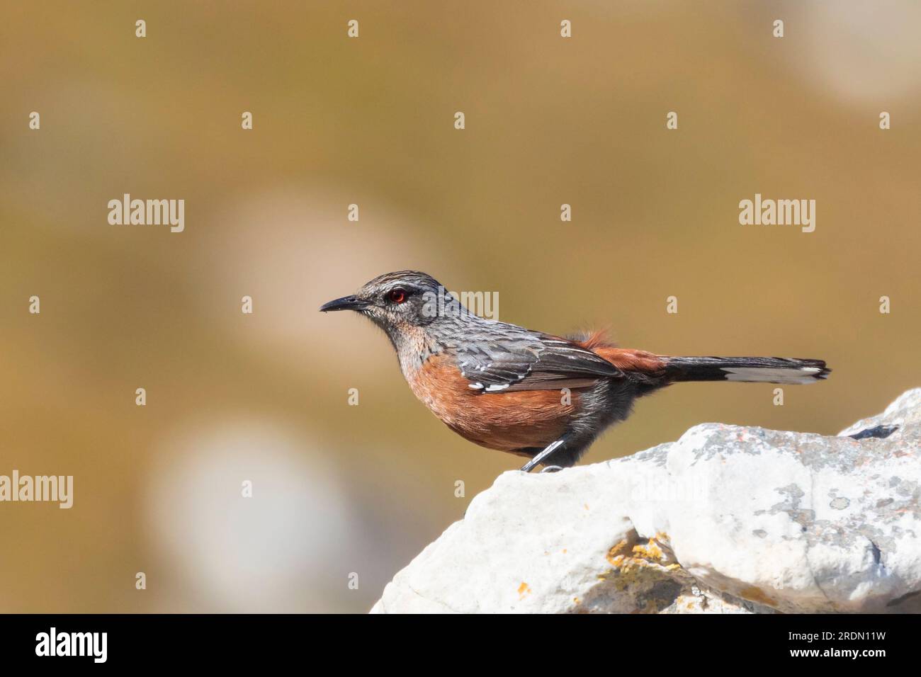 Female Cape Rockjumper (Chaetops frenatus), Rooiels, Rooi Els, Rooi-els ...