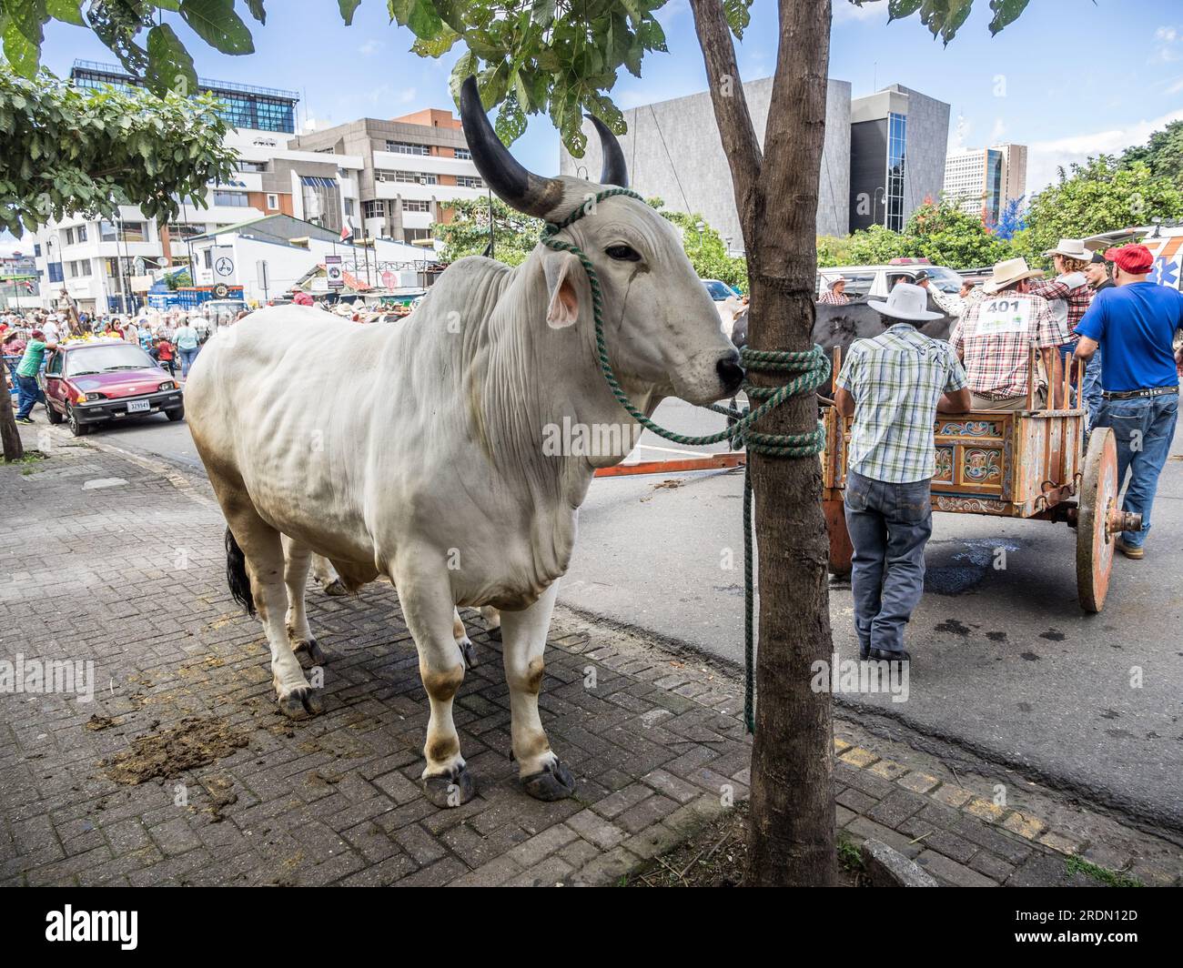 Ox tied to a tree after the Oxen parade in San José, Costa Rica Stock ...