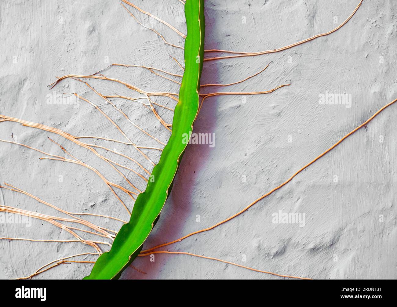 Wall climbing cactus (Hylocereus undatus). Common English names ...