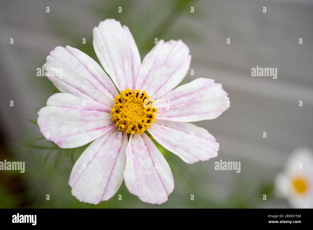 detailed close-up of Garden Cosmos flower (Cosmos bipinnatus, Mexican ...