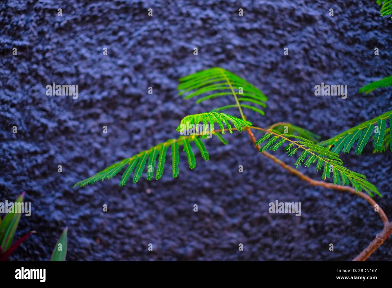 Fragile urban tree hi-res stock photography and images - Alamy