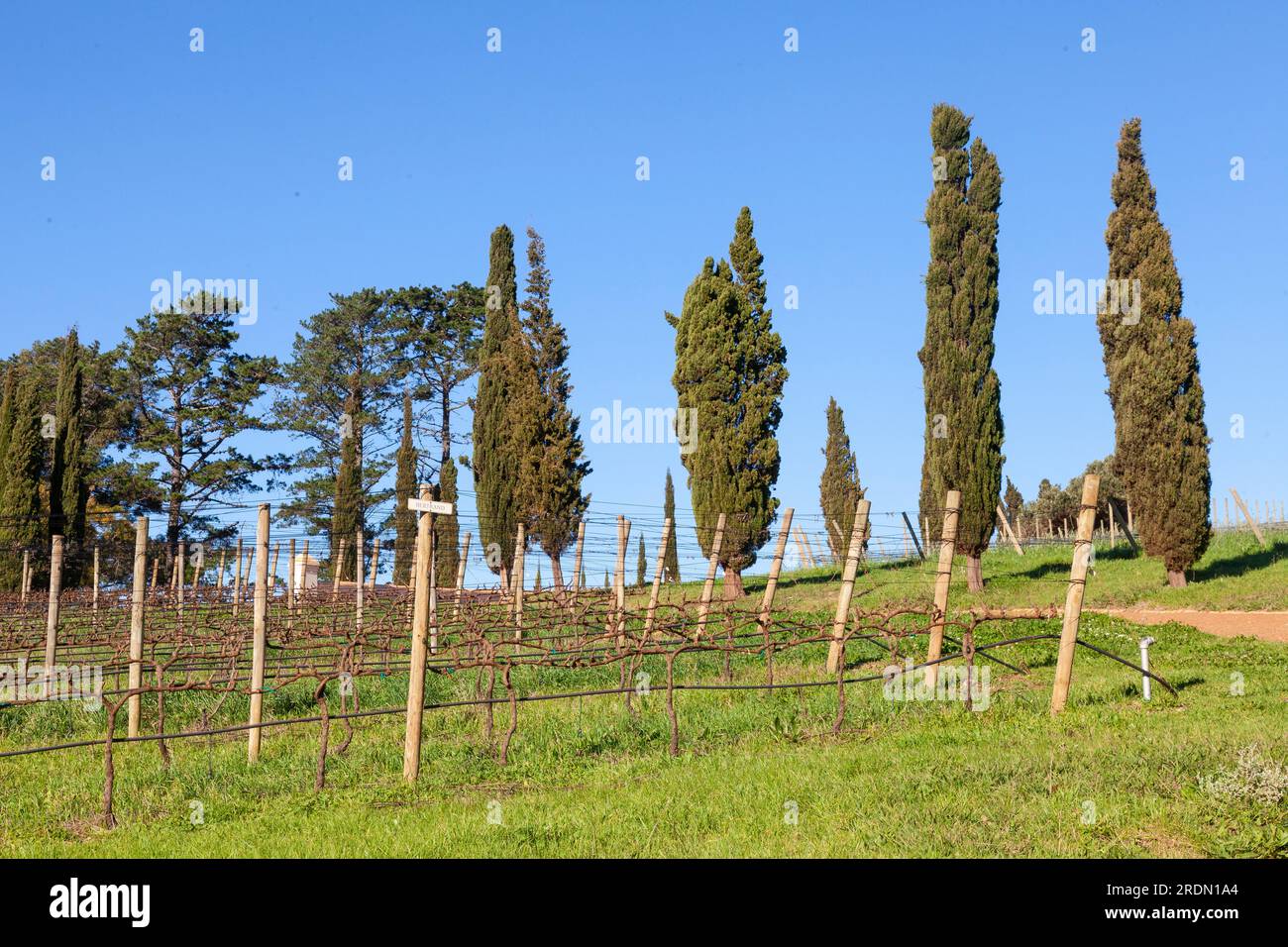 Bertrand grapes hi-res stock photography and images - Alamy