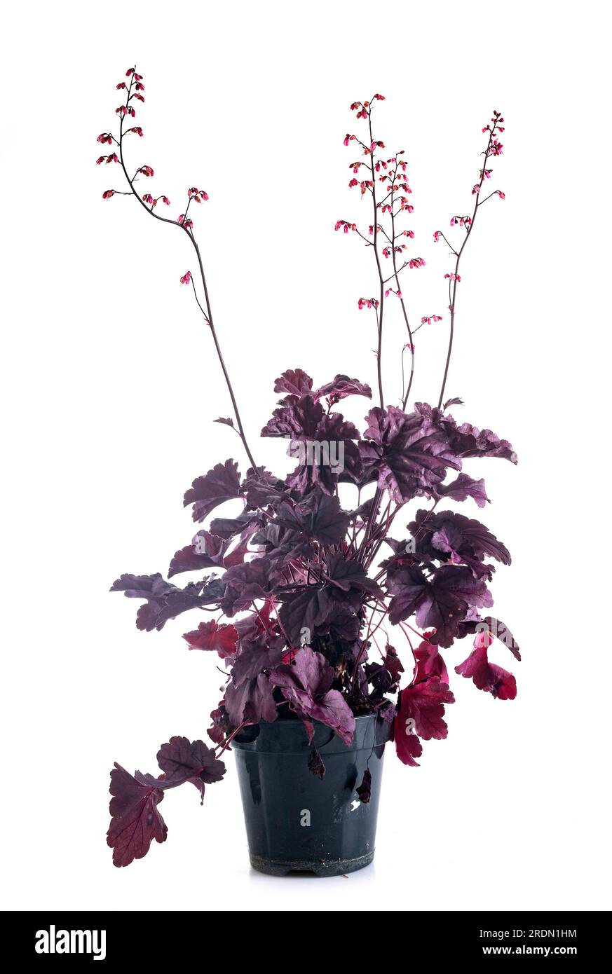 Heuchera wildberry in front of white background Stock Photo - Alamy