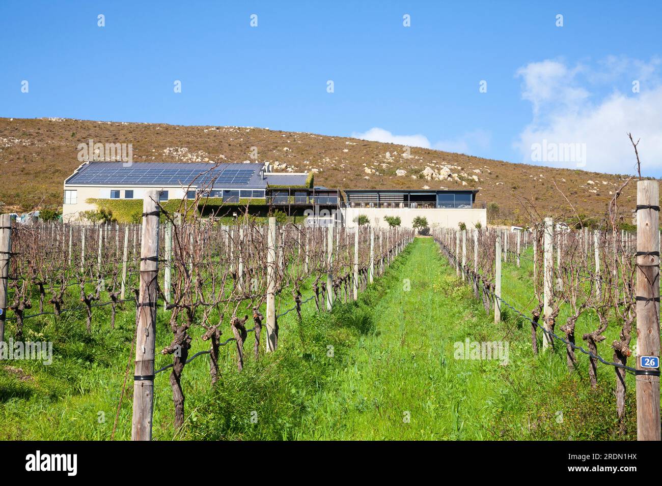 View over vineyards to Tasting Room and Restaurant, Newton Johnson ...