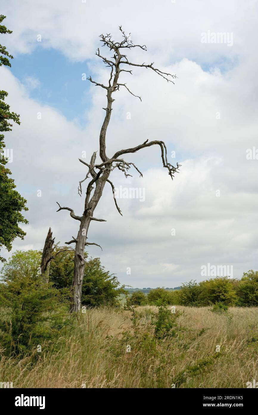 barkless white dead pine tree trunk Stock Photo - Alamy