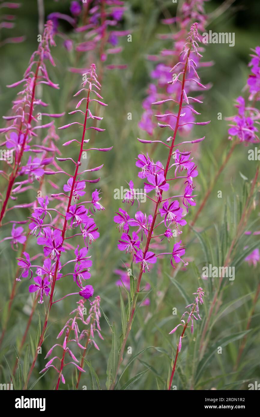 Beautiful pink purple flowers of Fireweed (Chamaenerion angustifolium) also known as Rosebay ...
