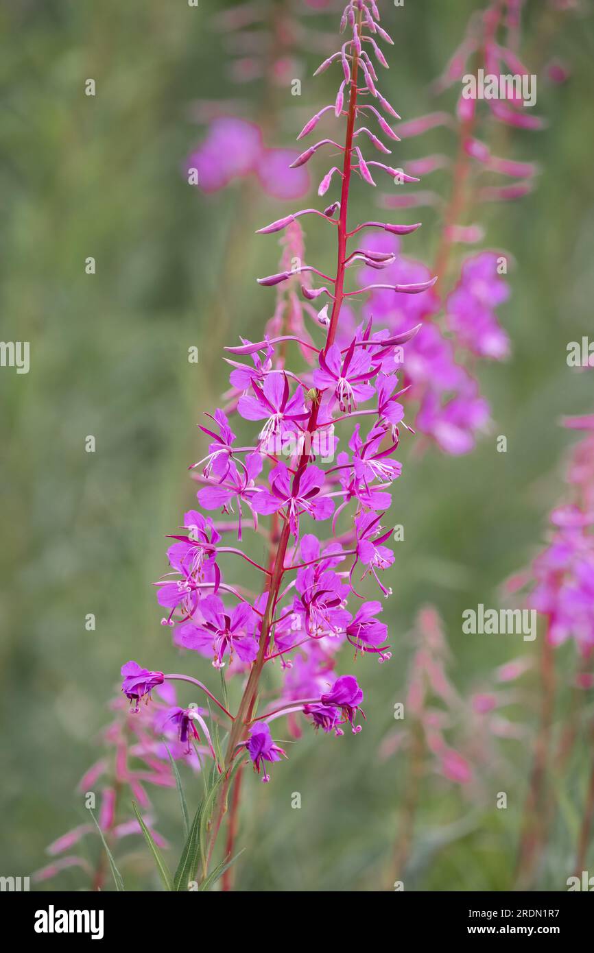 Beautiful pink purple flowers of Fireweed (Chamaenerion angustifolium) also known as Rosebay ...