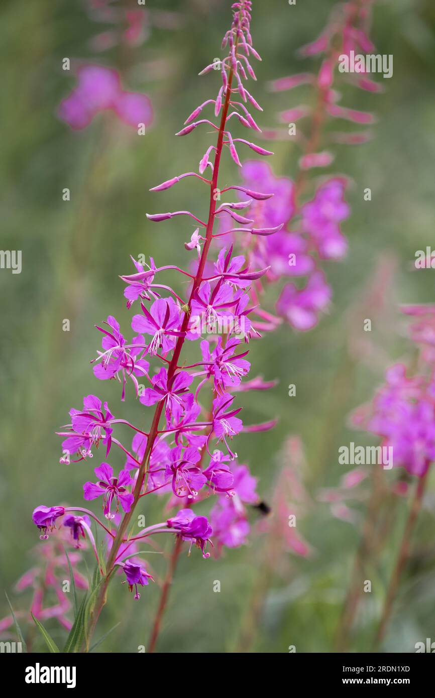 Beautiful pink purple flowers of Fireweed (Chamaenerion angustifolium) also known as Rosebay ...