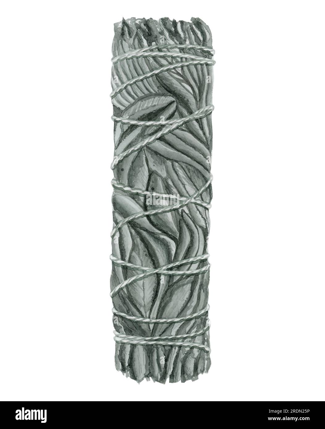 A tied with a rope bunch of white sage leaves Stock Photo - Alamy