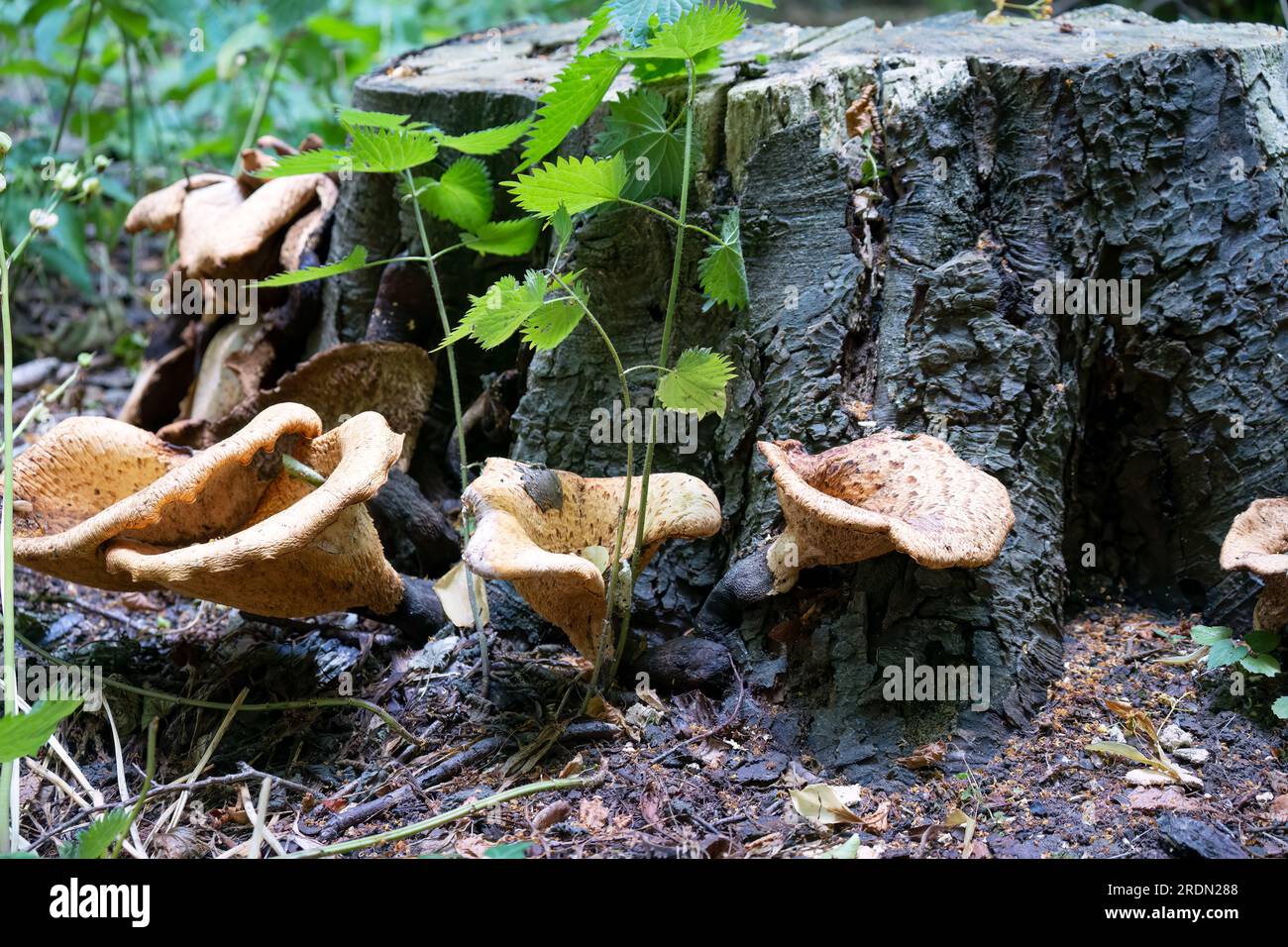 close up of Cerioporus, Polyporus squamosus is a basidiomycete bracket ...