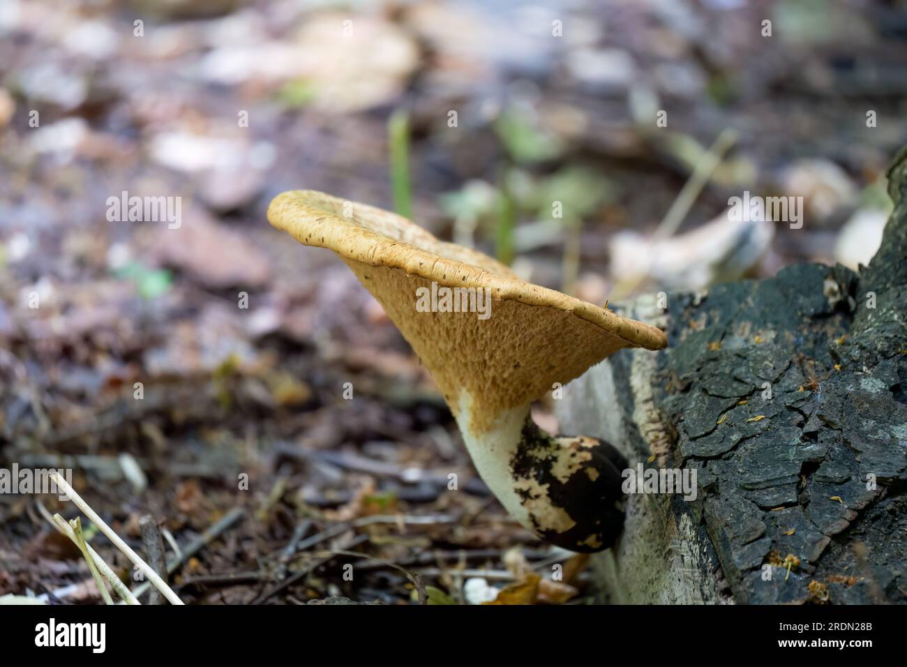 close up of Cerioporus, Polyporus squamosus is a basidiomycete bracket ...