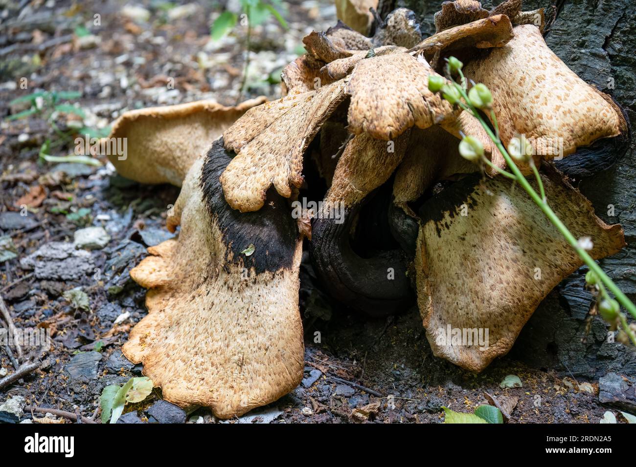 close up of Cerioporus, Polyporus squamosus is a basidiomycete bracket ...