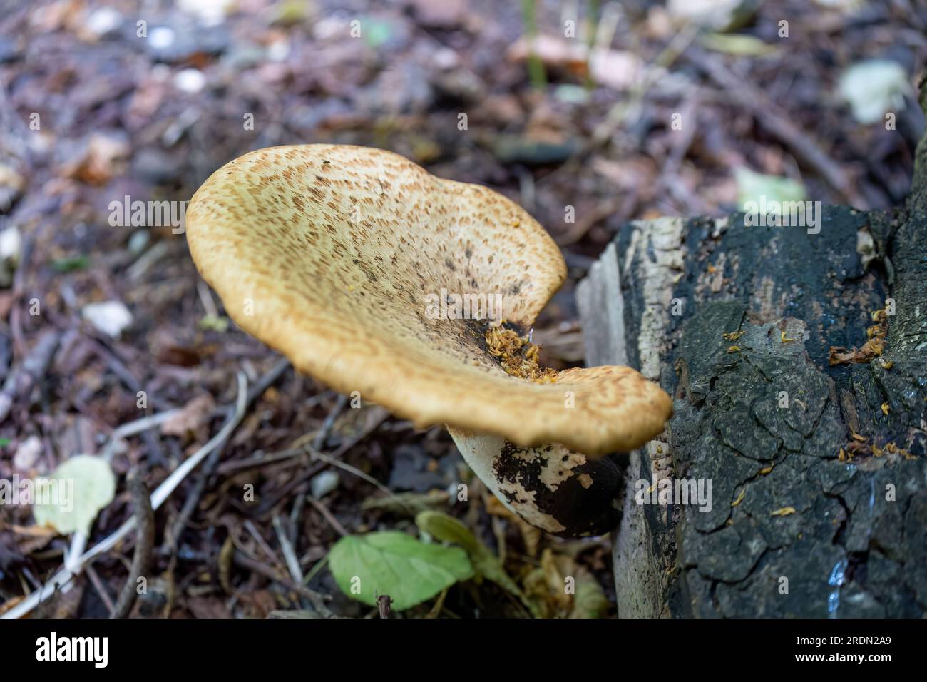 close up of Cerioporus, Polyporus squamosus is a basidiomycete bracket ...