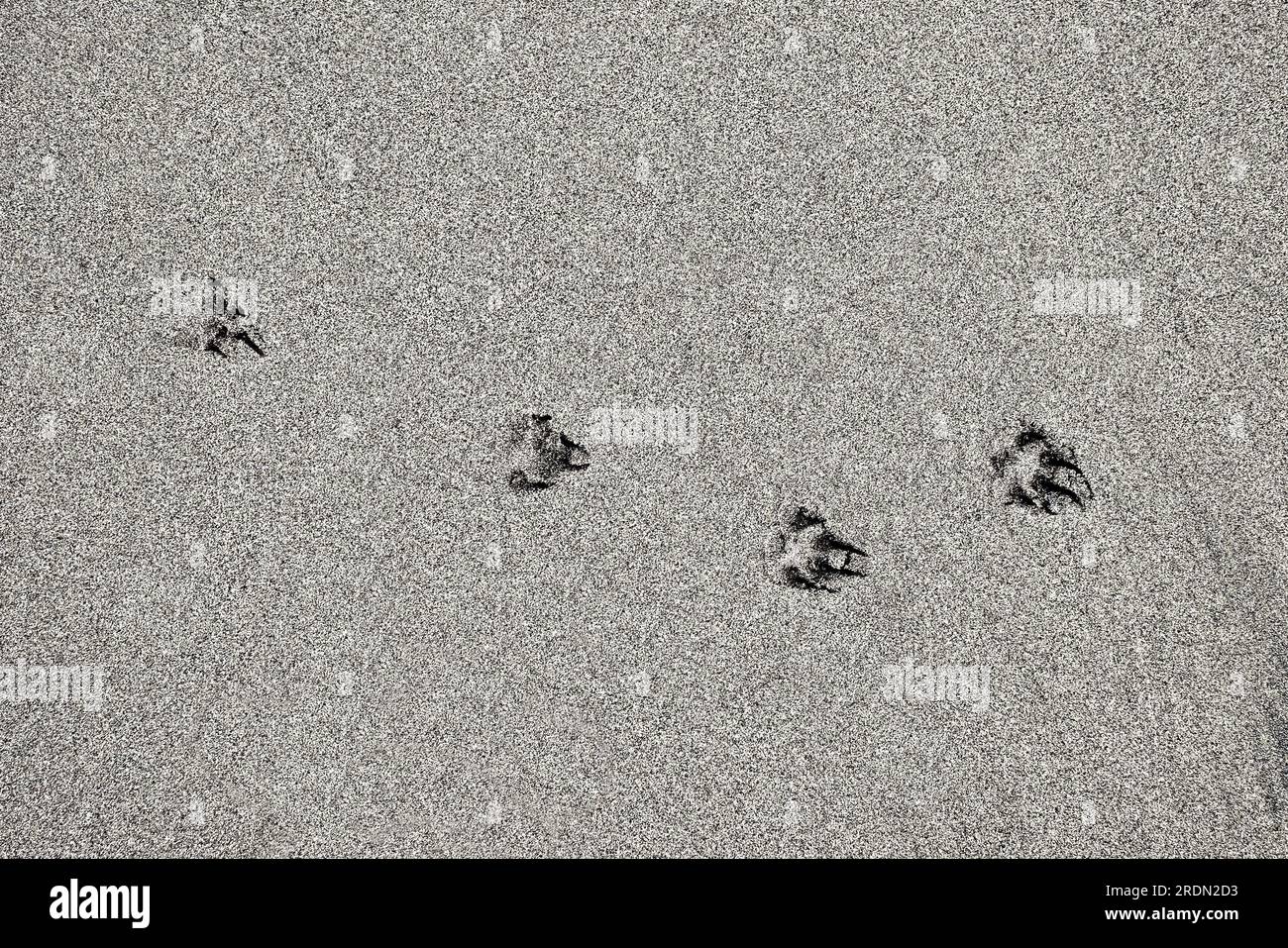 Animal tracks on the ground, hard wet sand Stock Photo - Alamy