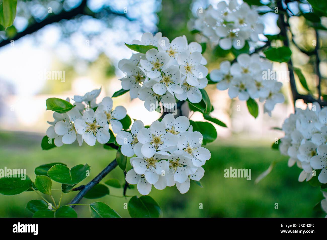 Beautiful blooming pear tree branches with white flowers growing in a ...