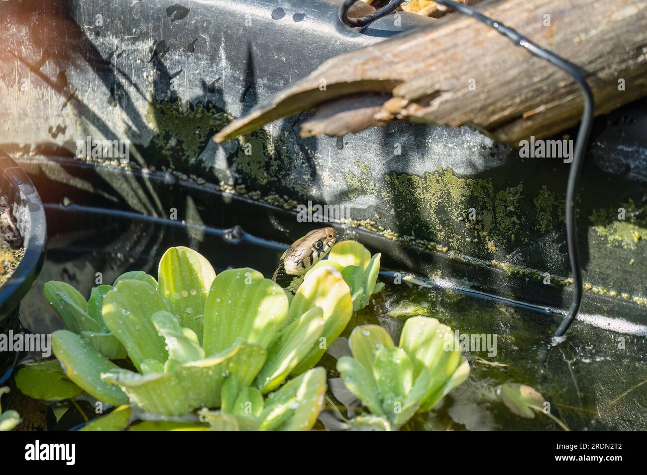 Close-up of a grass snake (Natrix helvetica, ringed snake or water ...