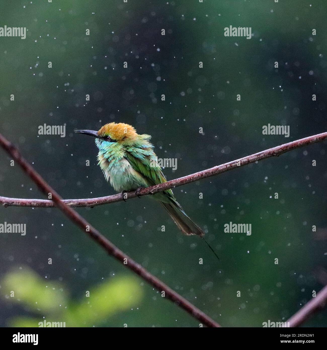 Asia green bee eater bird on tree branch. Bird wallpaper. Beautiful ...