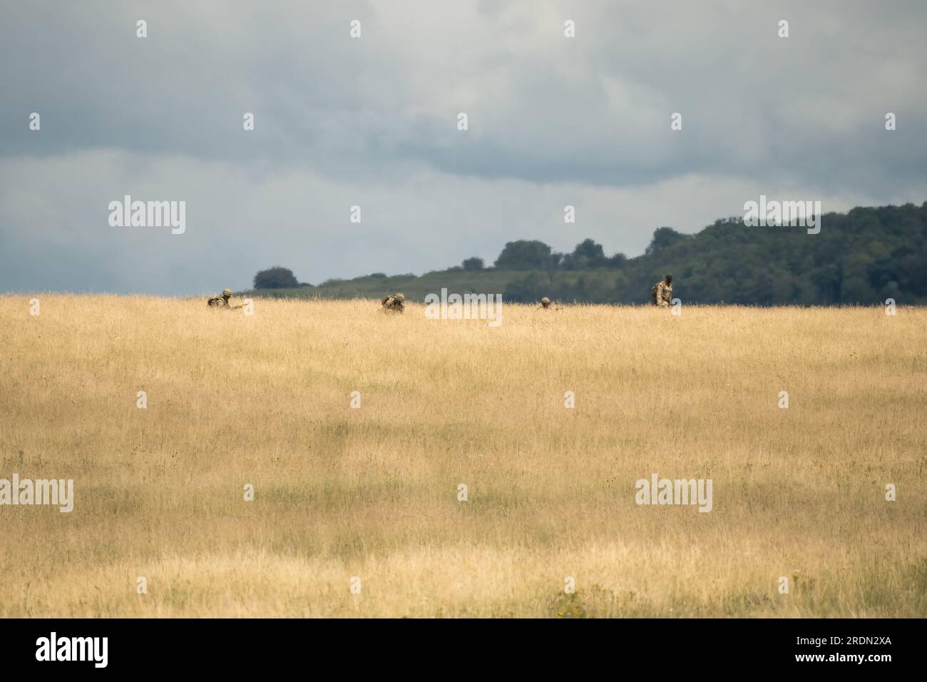 British army infantry soldiers on training take cover in a wheat field ...