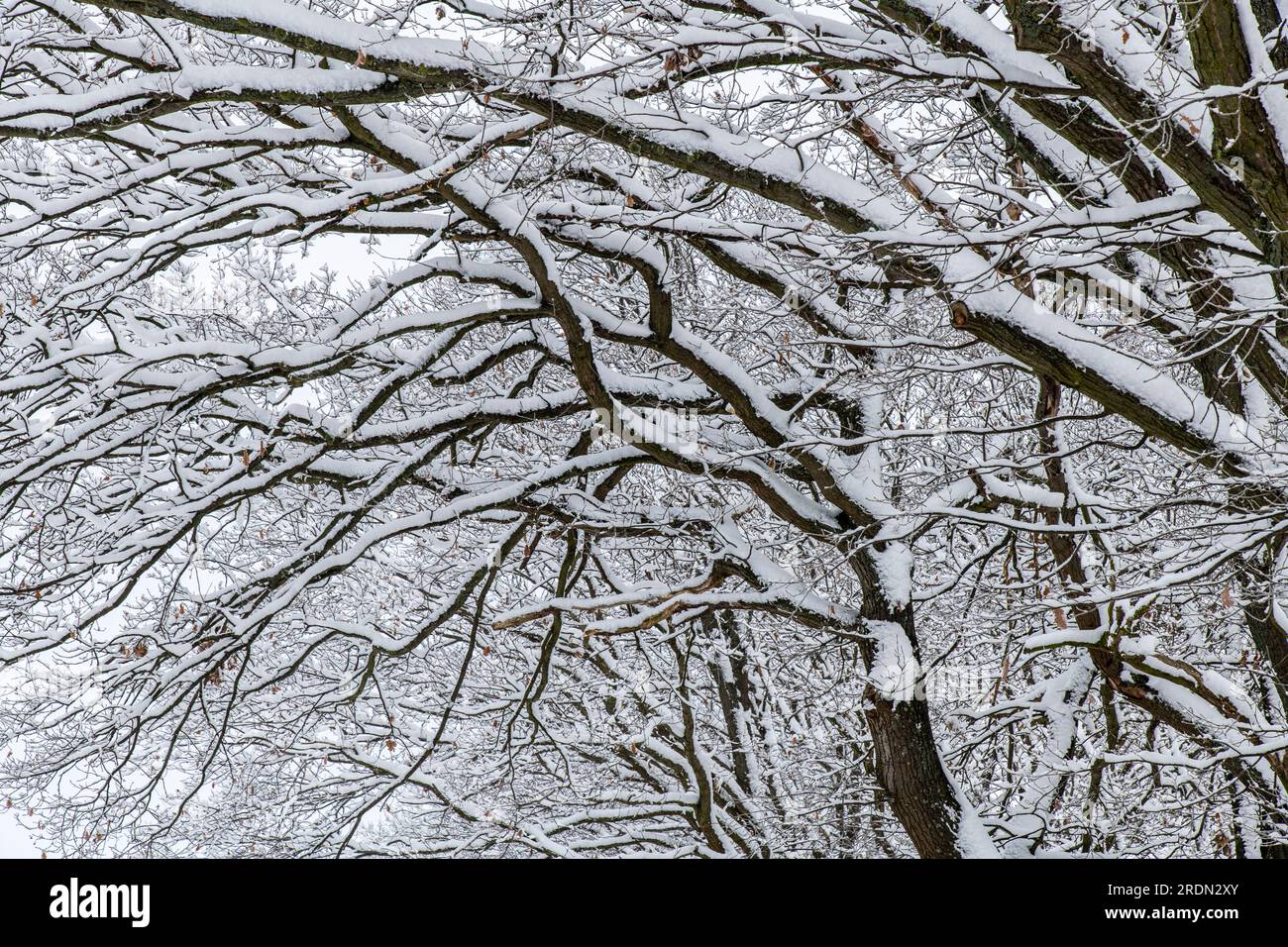 winter tree with snow on branches - full frame Stock Photo - Alamy