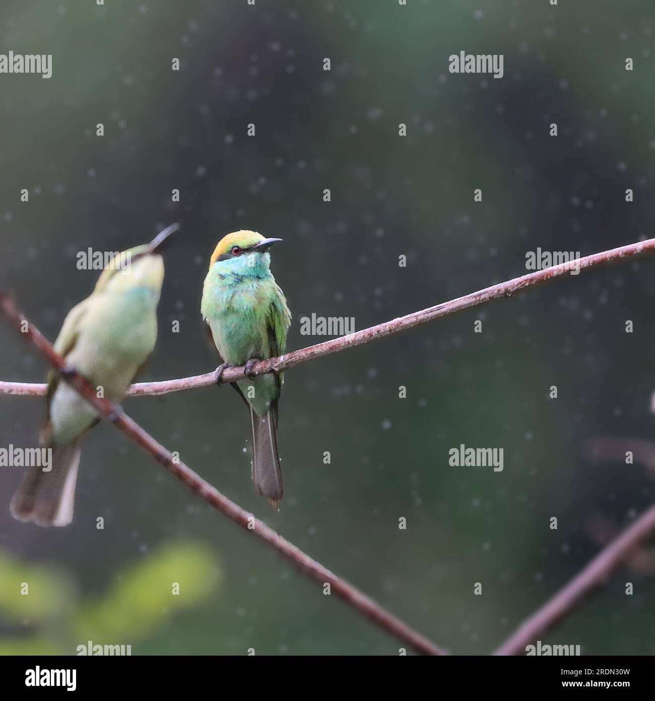 Asia green bee eater bird on tree branch. Bird wallpaper. Beautiful ...