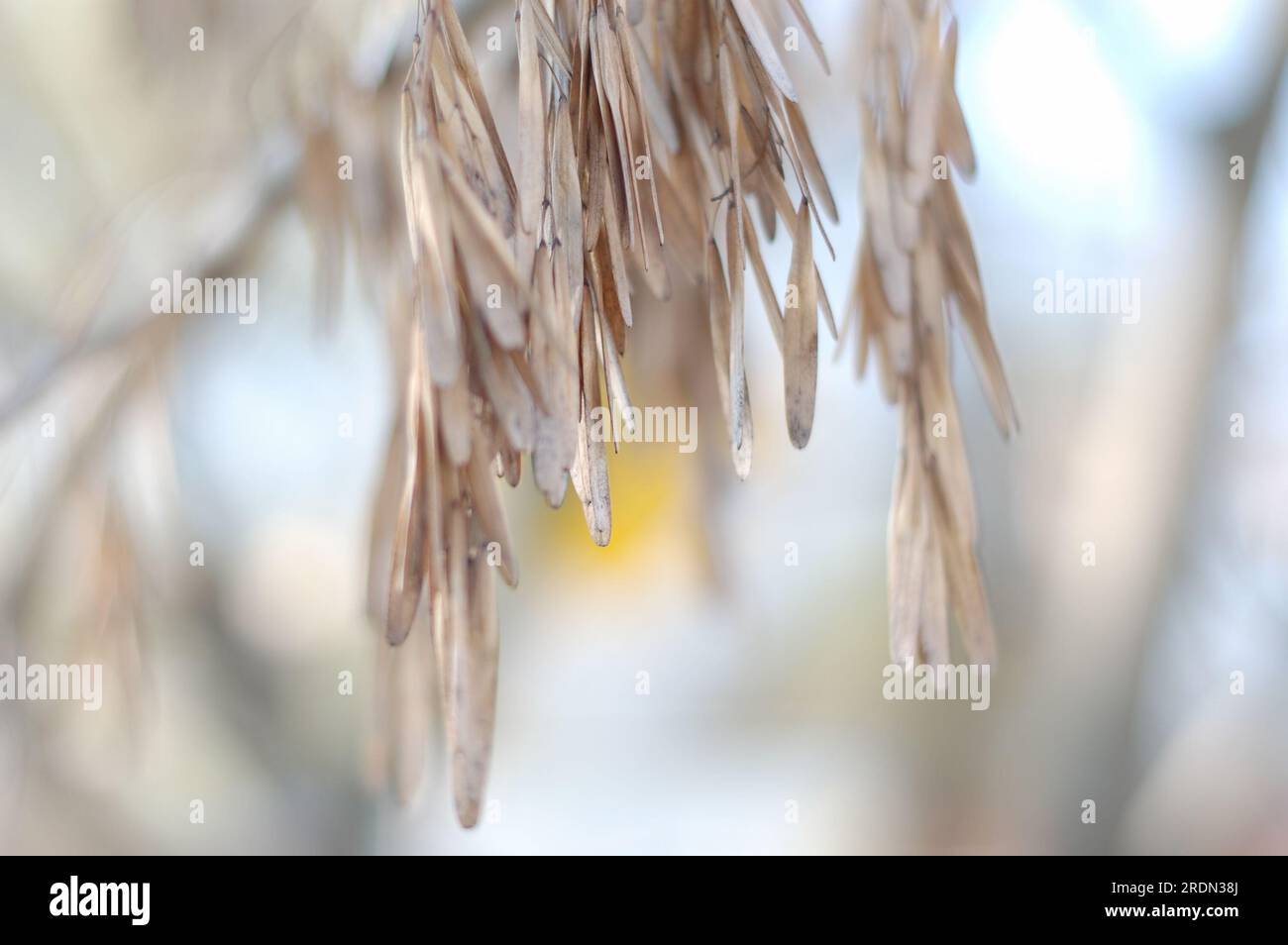 Dry seeds and leaves delicate light yellow and bluish color hanging on ...