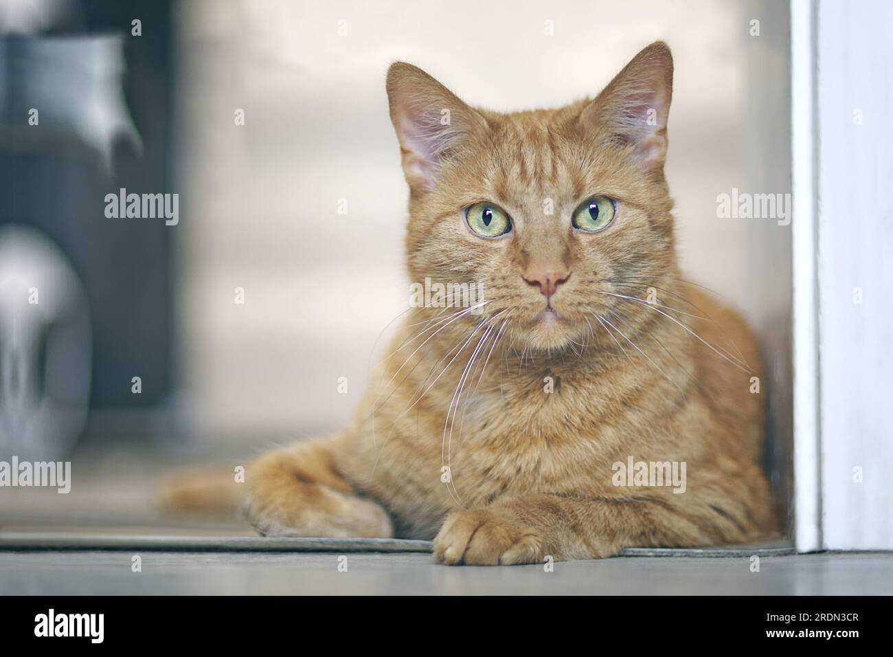 Ginger cat laying down hi-res stock photography and images - Alamy