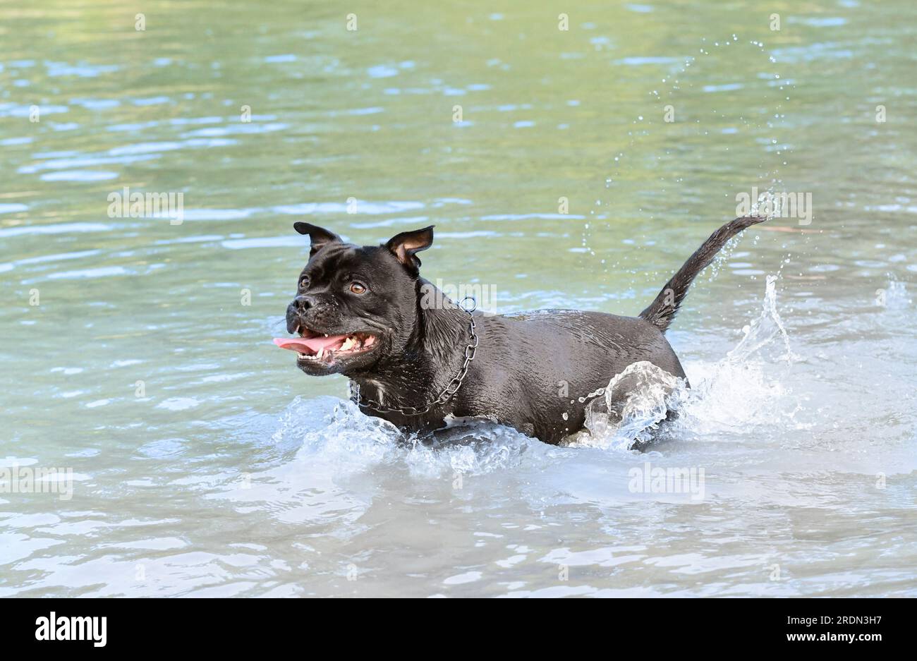Staffy in river hi-res stock photography and images - Alamy