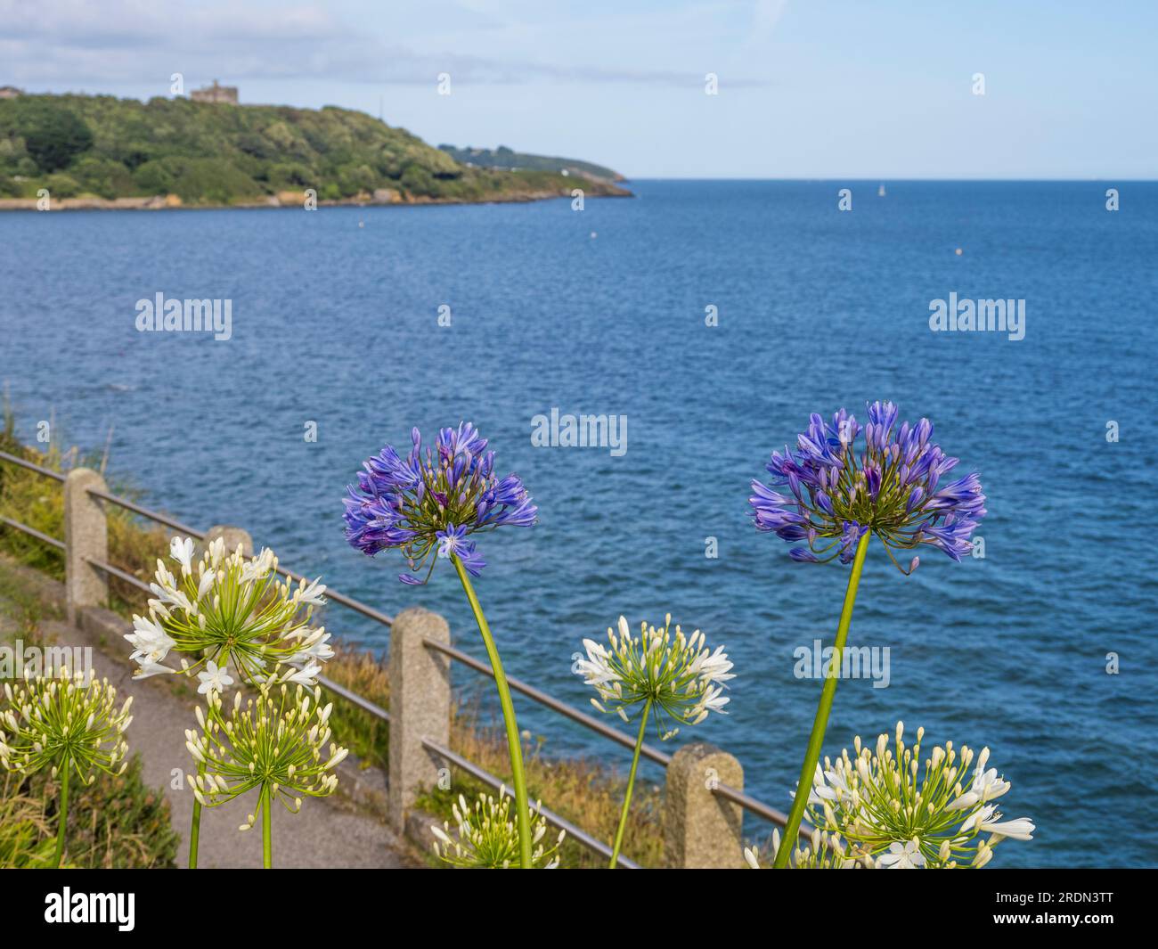 Subtropical Plants, Falmouth Promenade, Costal Path, Falmouth, Cornwall ...