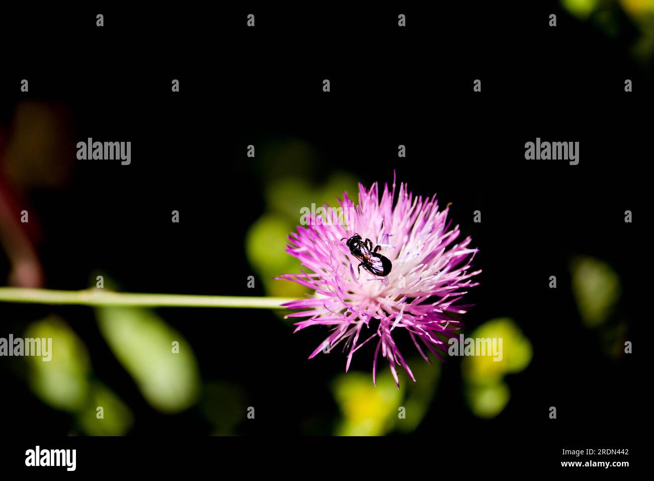 Insect bite rash close hi-res stock photography and images - Alamy