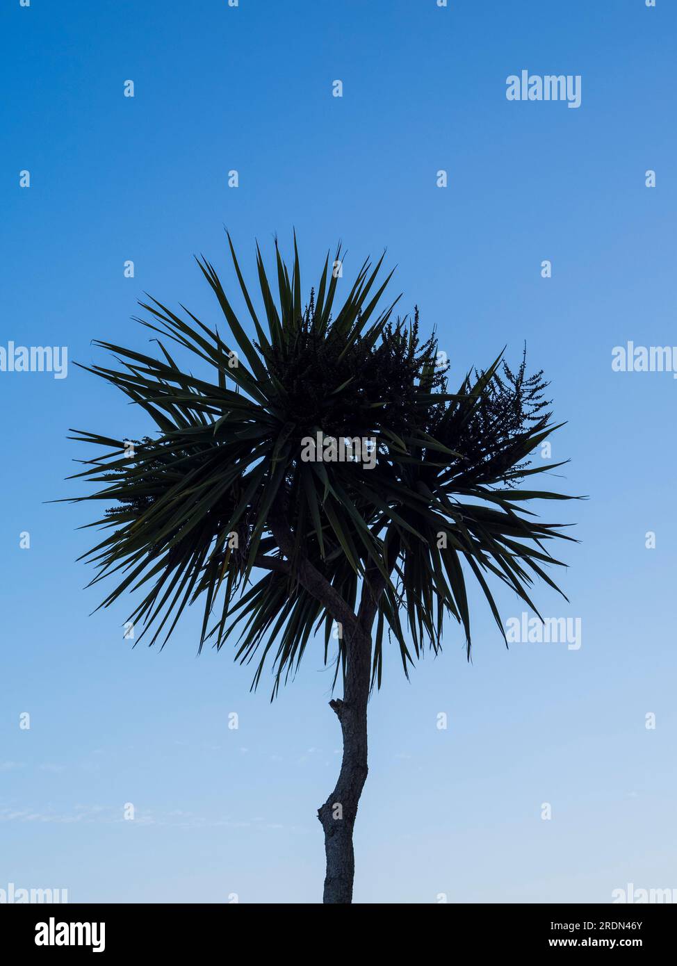 Uk plam tree hi-res stock photography and images - Alamy