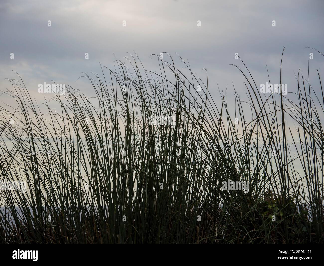 Windy Day, Grass blowing in the Wind, Falmouth, Cornwall, England, UK ...