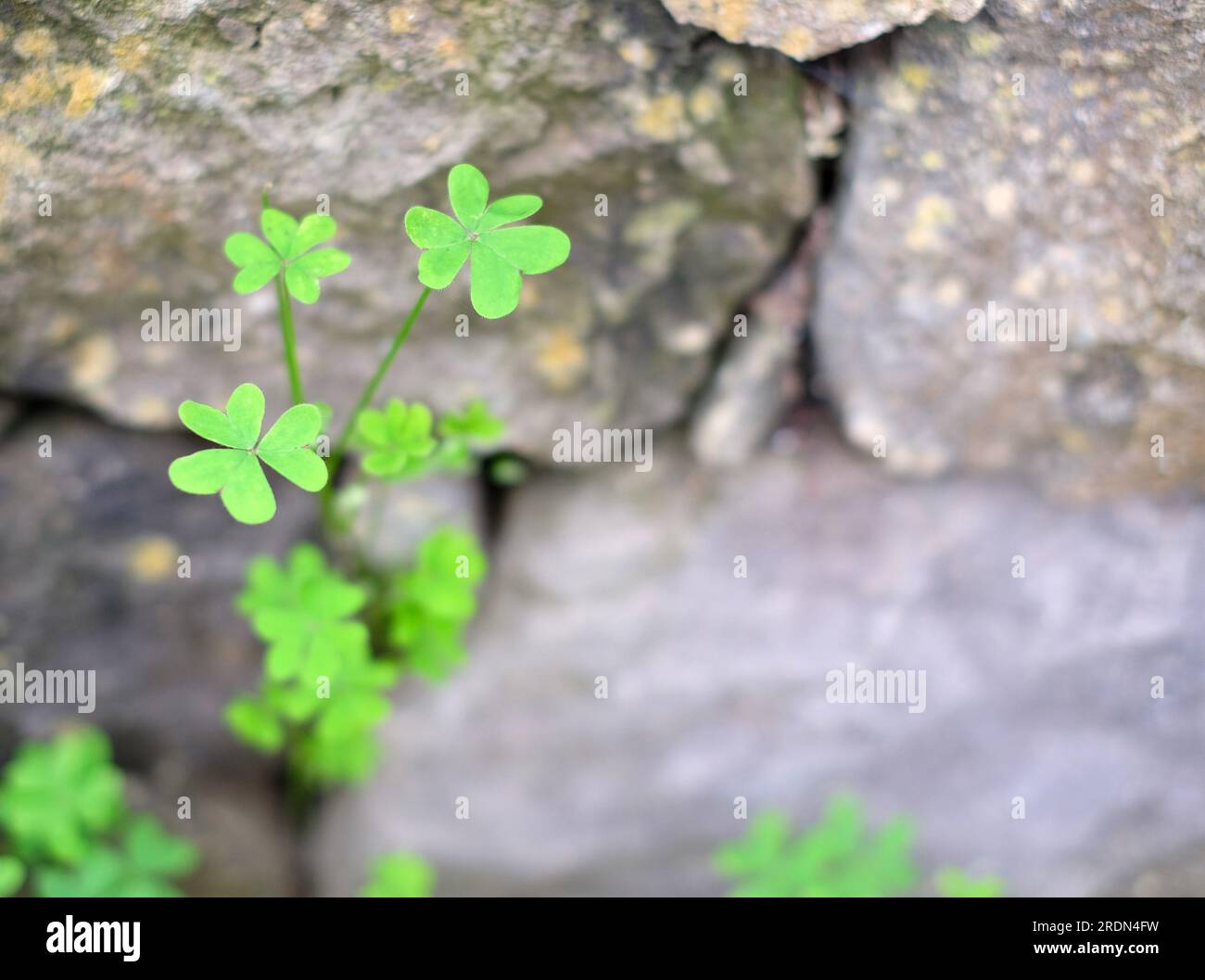 Fragile delicate trefoil plant on a stone wall Stock Photo - Alamy
