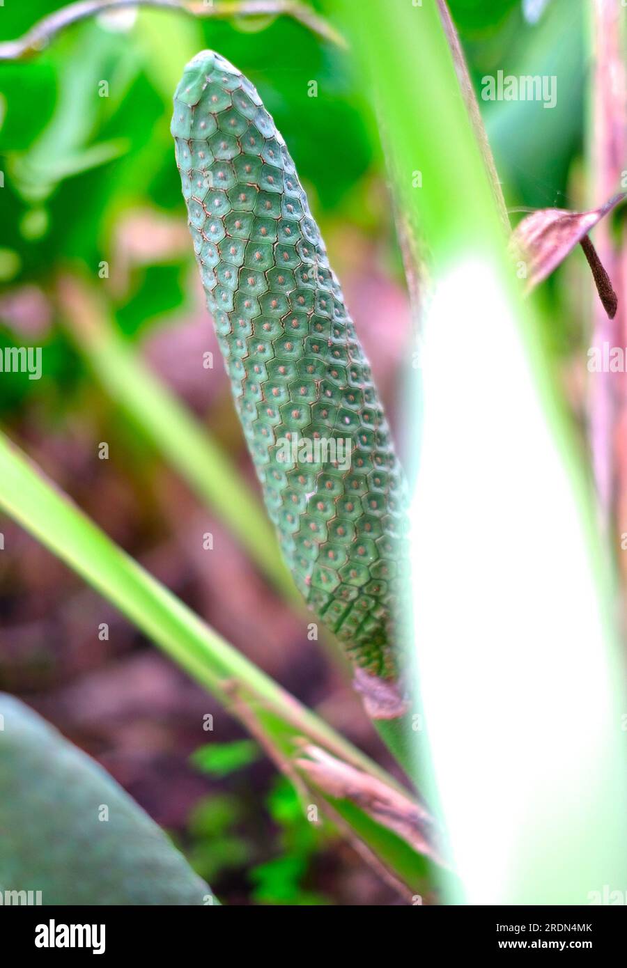 Monstera (Monstera deliciosa) fruits and blurred flowers in their ...
