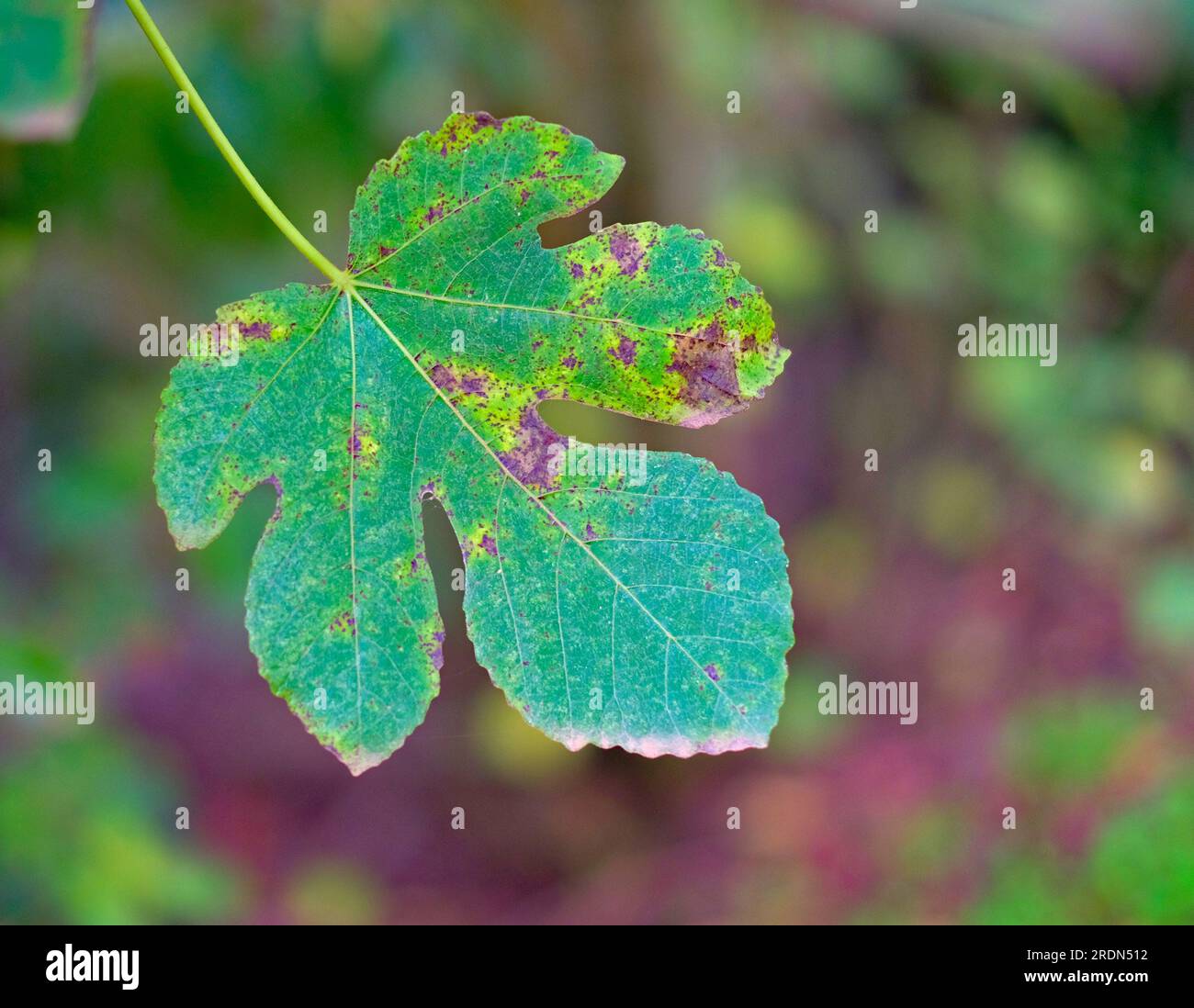 Single isoalted autumn leaf of a fig tree (Ficus carica Stock Photo - Alamy