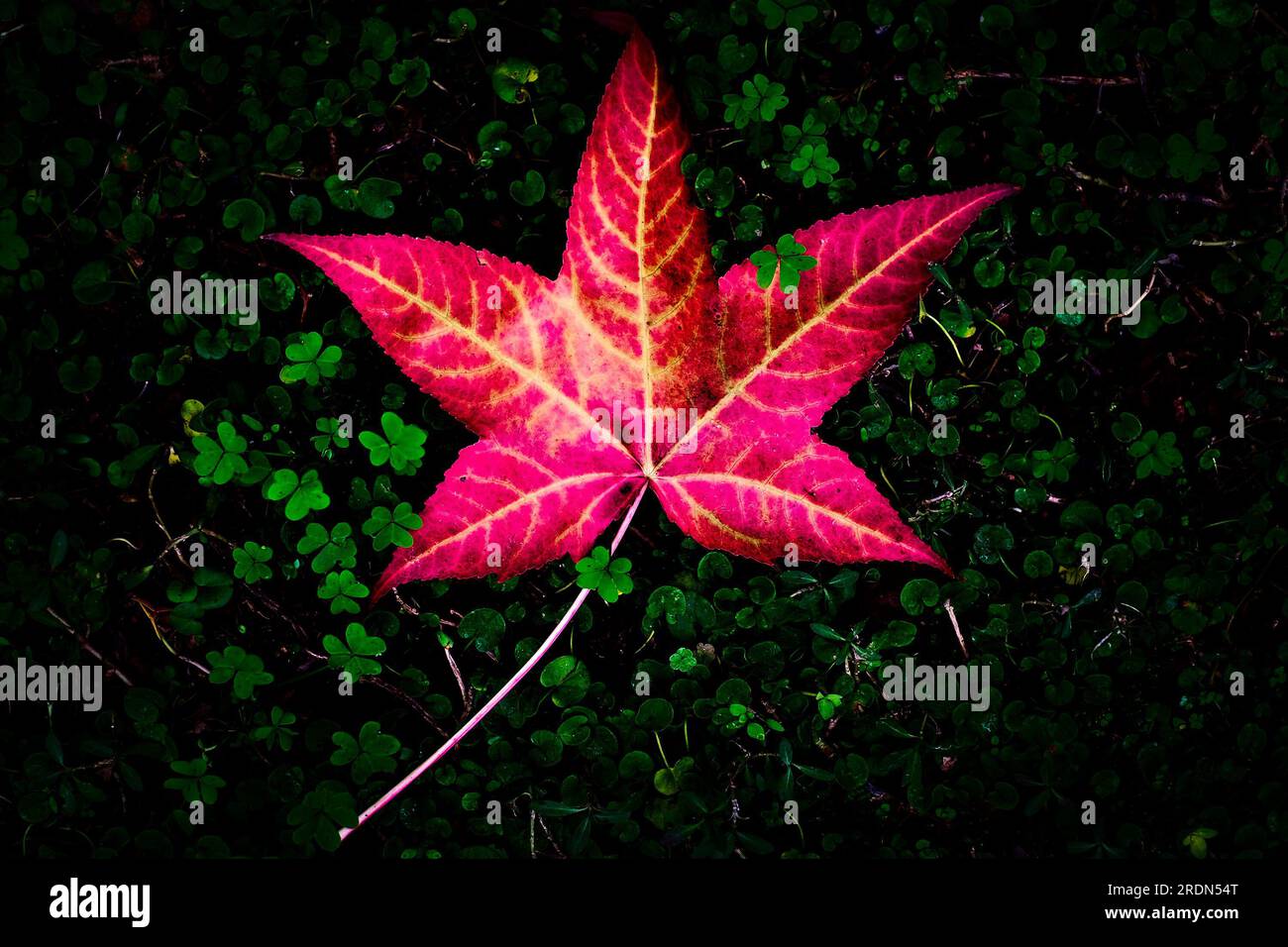 American sweetgum tree hi-res stock photography and images - Alamy